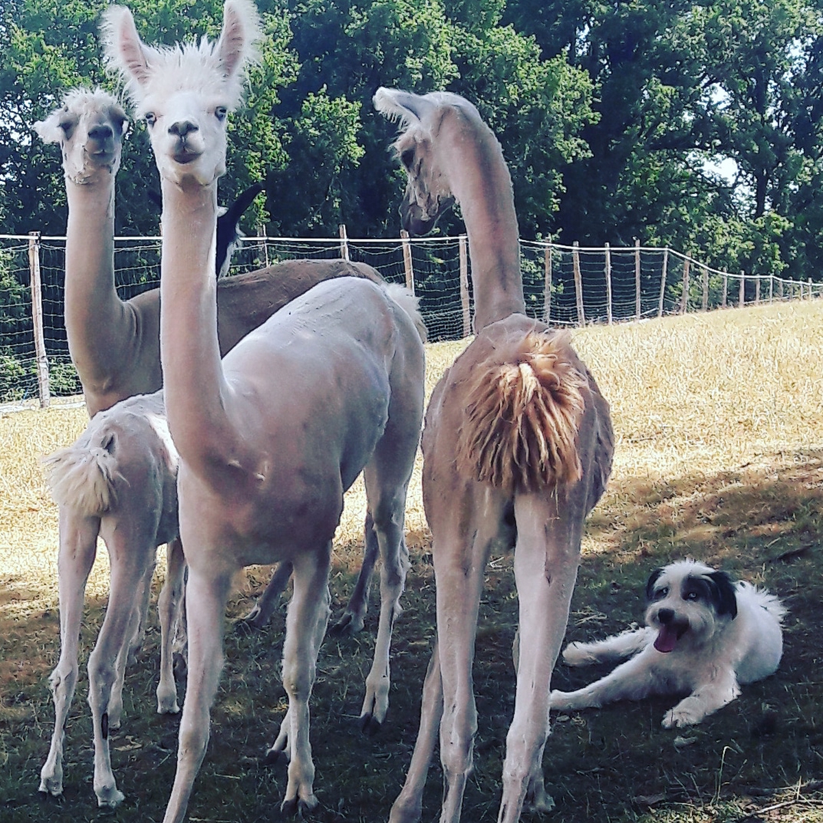 LA PRAIRIE DES CAMéLIDéS - Okpal