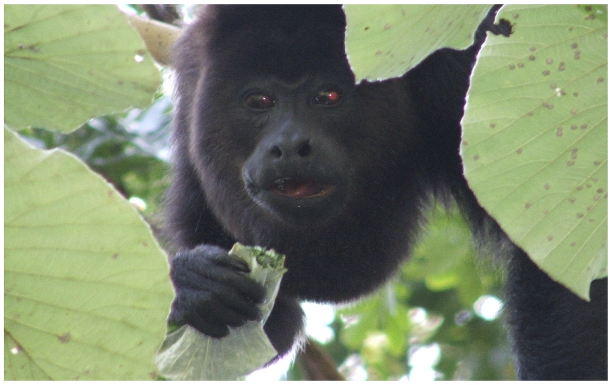 Save Mexican Primates - Okpal